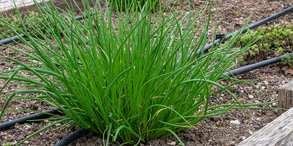 Kit à planter - Ciboulette commune – Vert Bouteille