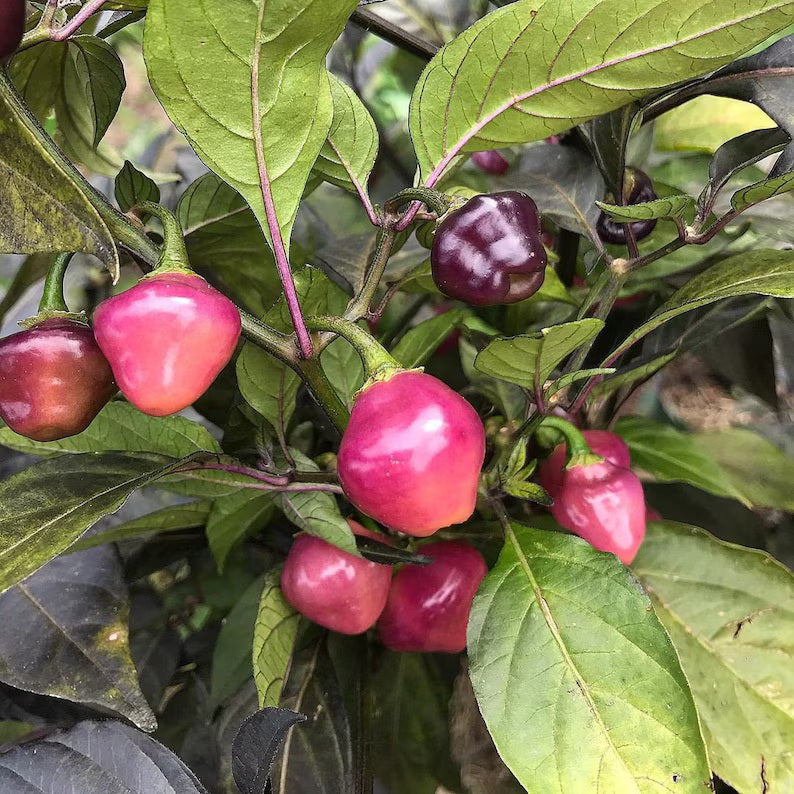 Kit à planter - Piment Cheiro Roxa – Vert Bouteille